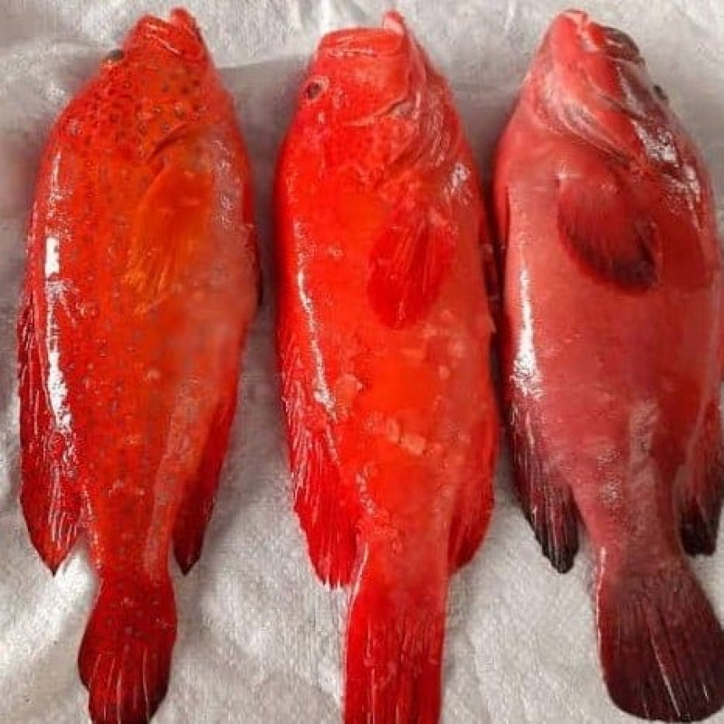 BajuBodo - Marketplace Sulawesi Selatan