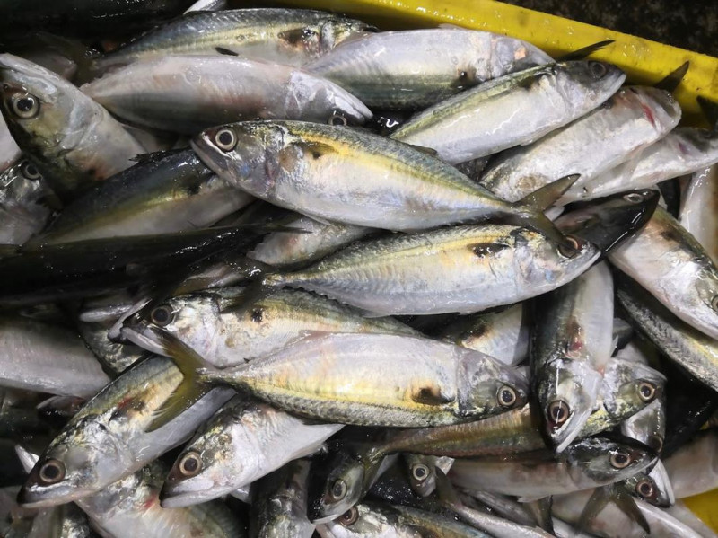BajuBodo - Marketplace Sulawesi Selatan