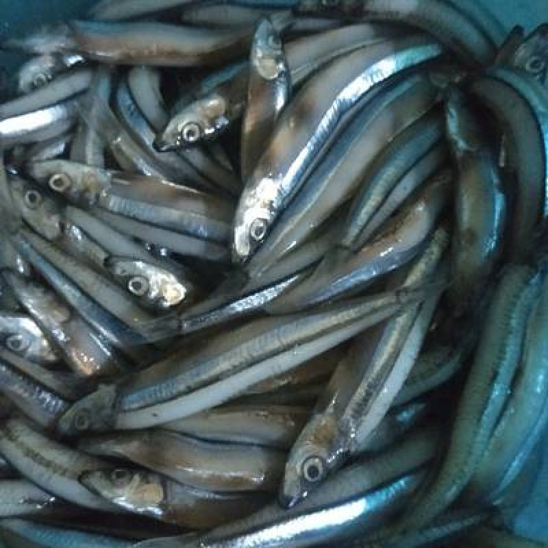 BajuBodo - Marketplace Sulawesi Selatan