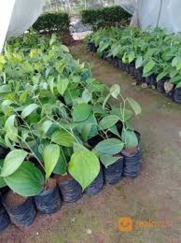 BajuBodo - Marketplace Sulawesi Selatan